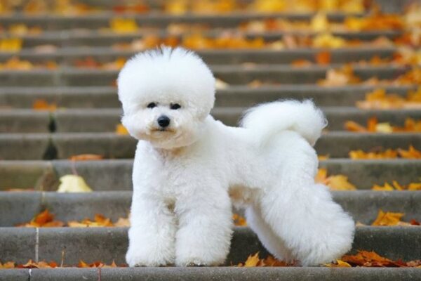 Budget Friendly Dog Breeds | Affordable Pet Ownership Guide | 2025