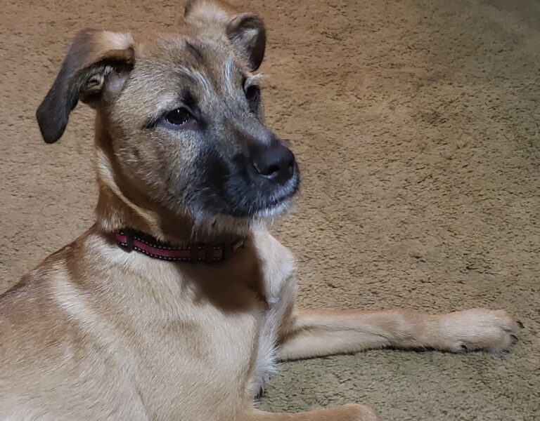 Potcake Dog: Complete Breed Guide & Adoption Information | 2025