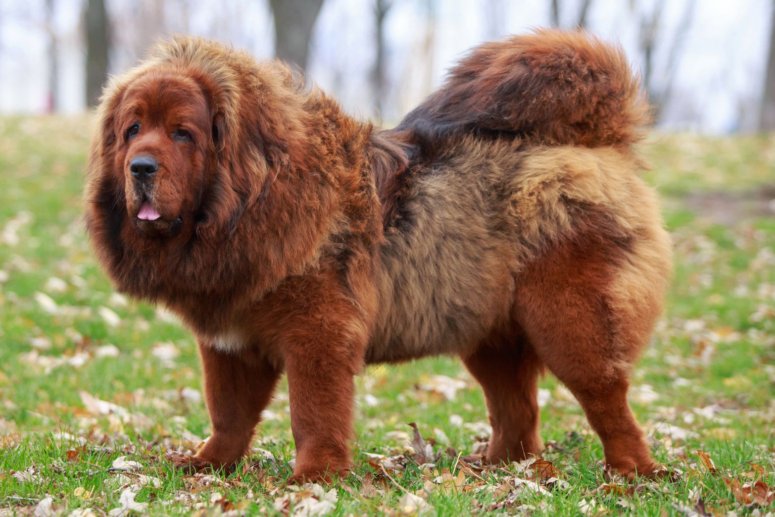 Expensive Dogs - Top 10 Most Costly Breeds And Why Priceless