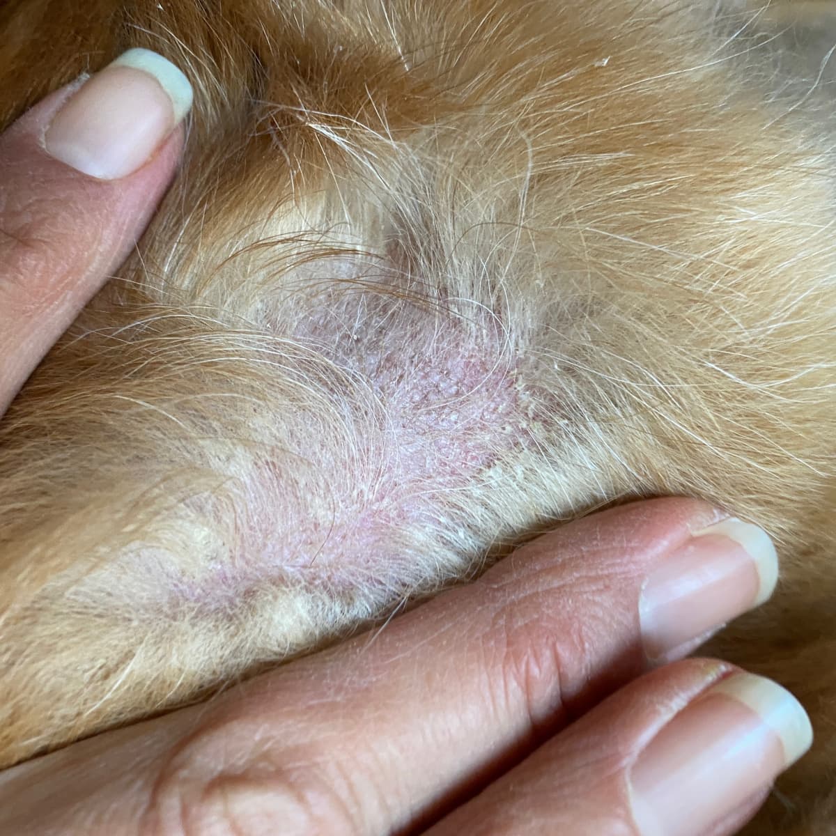 Yeast Infections In Dogs: Causes & Treatment Guide (2025)