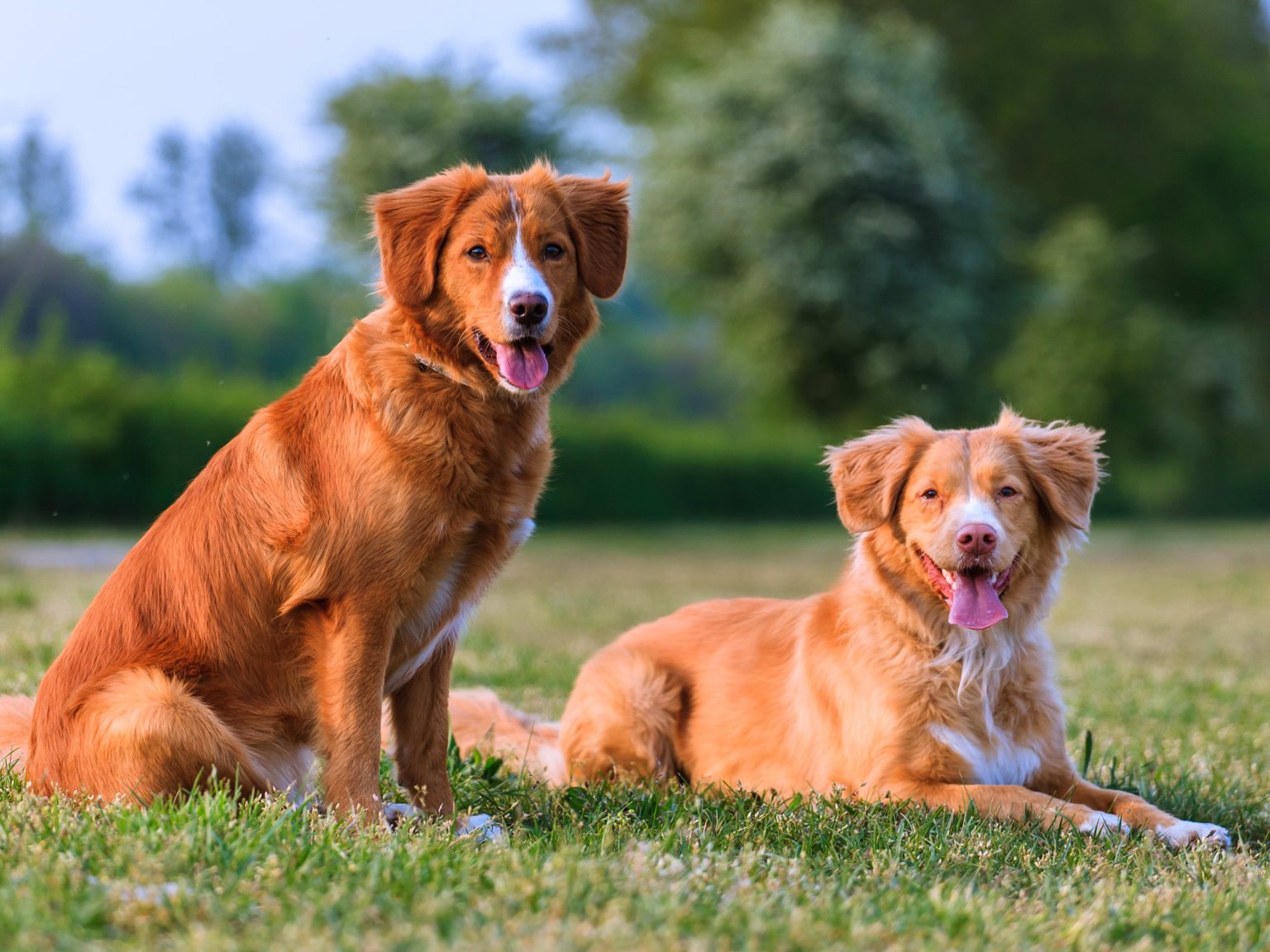 Toller Dog: The Playful Retriever That Lures Ducks - 2025