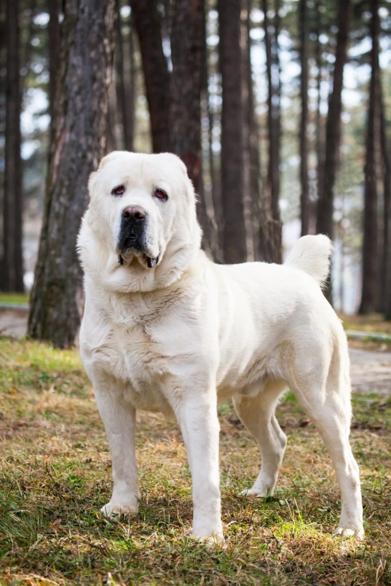 Alabai Dog: The Gentle Giant Guardian Of Central Asia