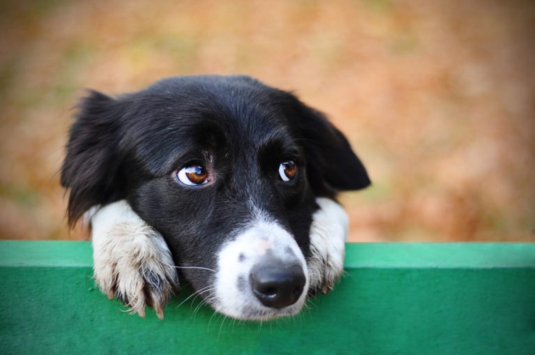 Dog Side Eye: What It Means And When To Worry