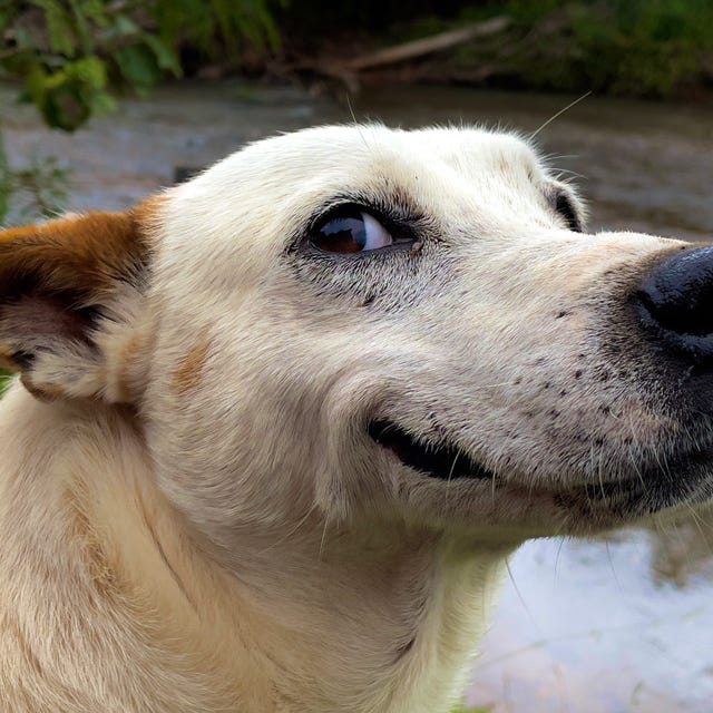 Dog Side Eye: What It Means And When To Worry