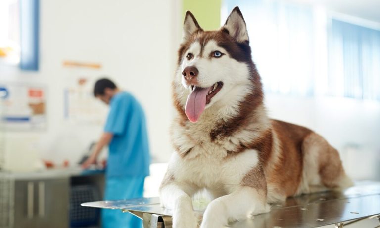 Understanding Down Syndrome Dogs: Signs And Care Tips 2025