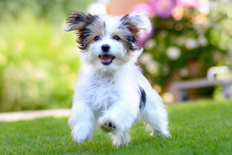 Female Dogs 101: Unique Traits, Care Tips, And Insights