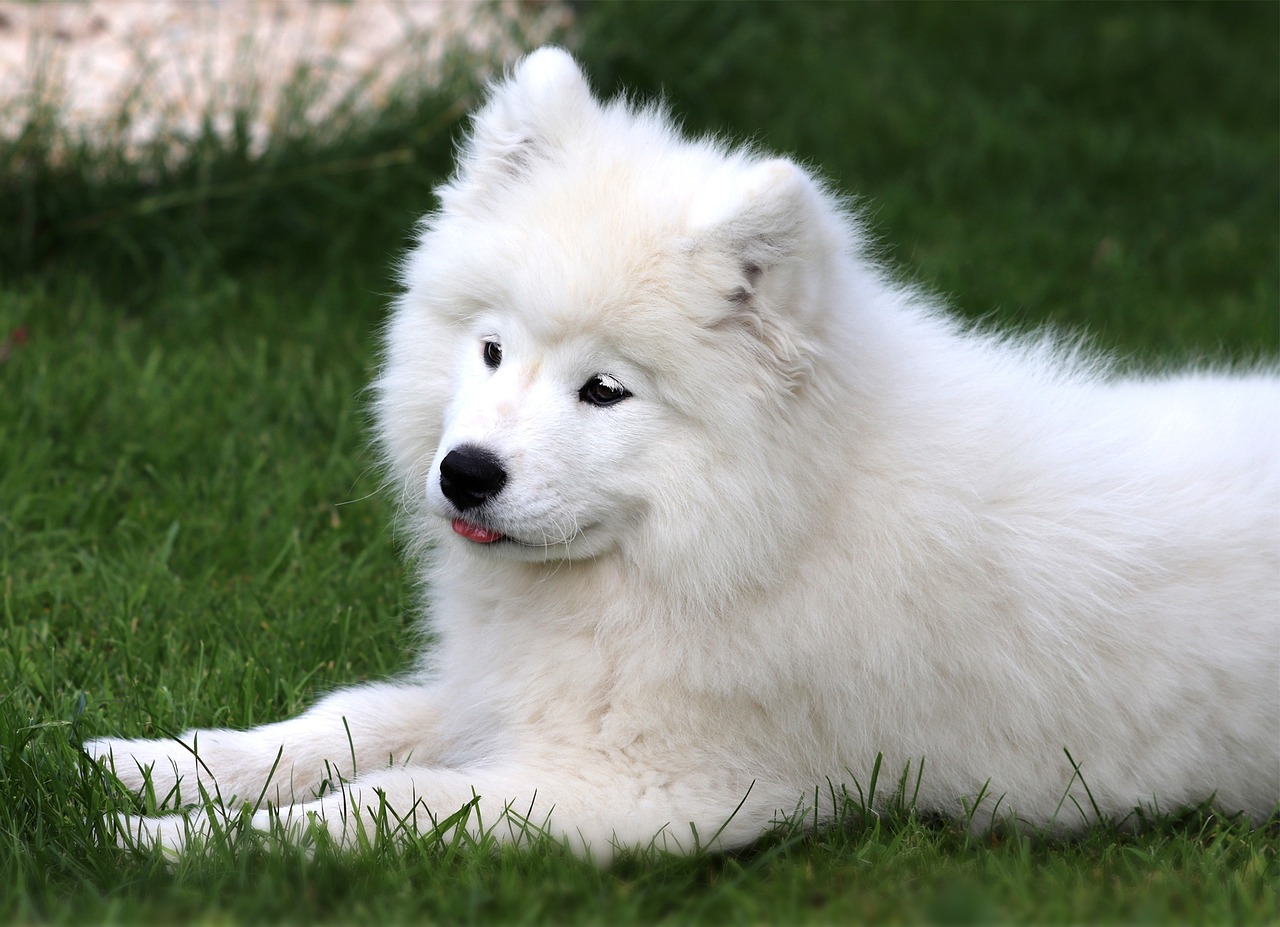 Female Dogs 101: Unique Traits, Care Tips, And Insights