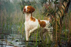 Female Dogs 101: Unique Traits, Care Tips, And Insights