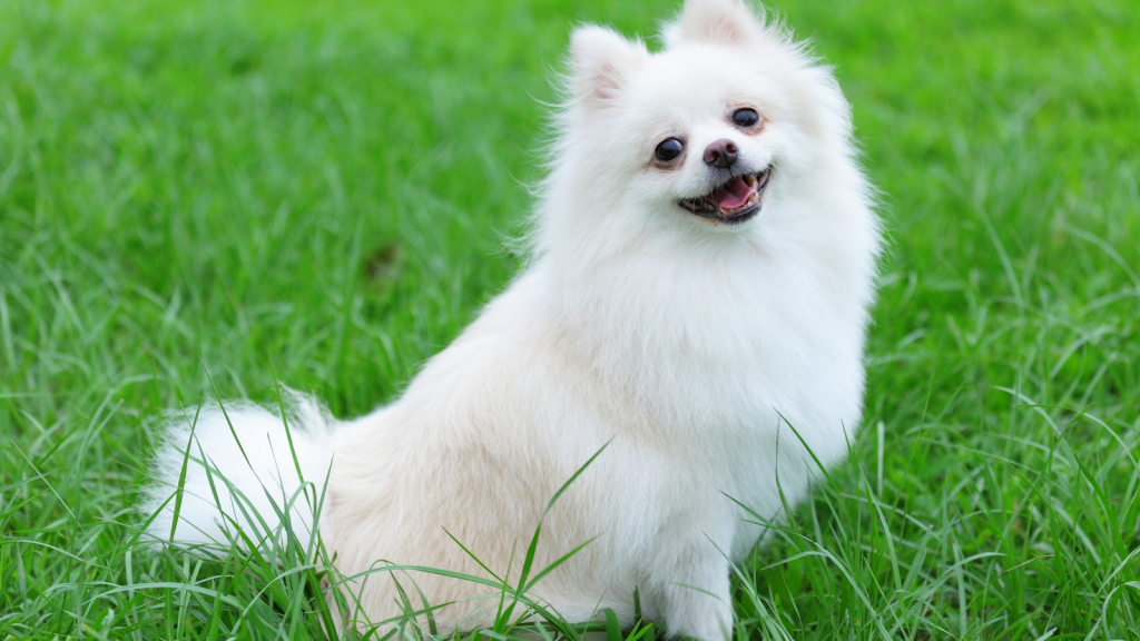 Pomchi Breed: The Adorable Pomeranian-Chihuahua Mix
