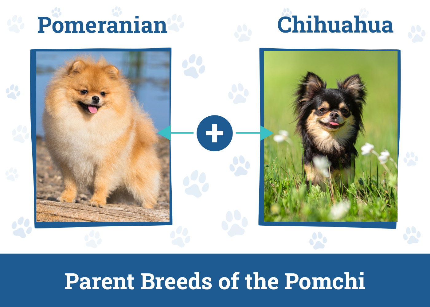 Pomchi Breed: The Adorable Pomeranian-Chihuahua Mix