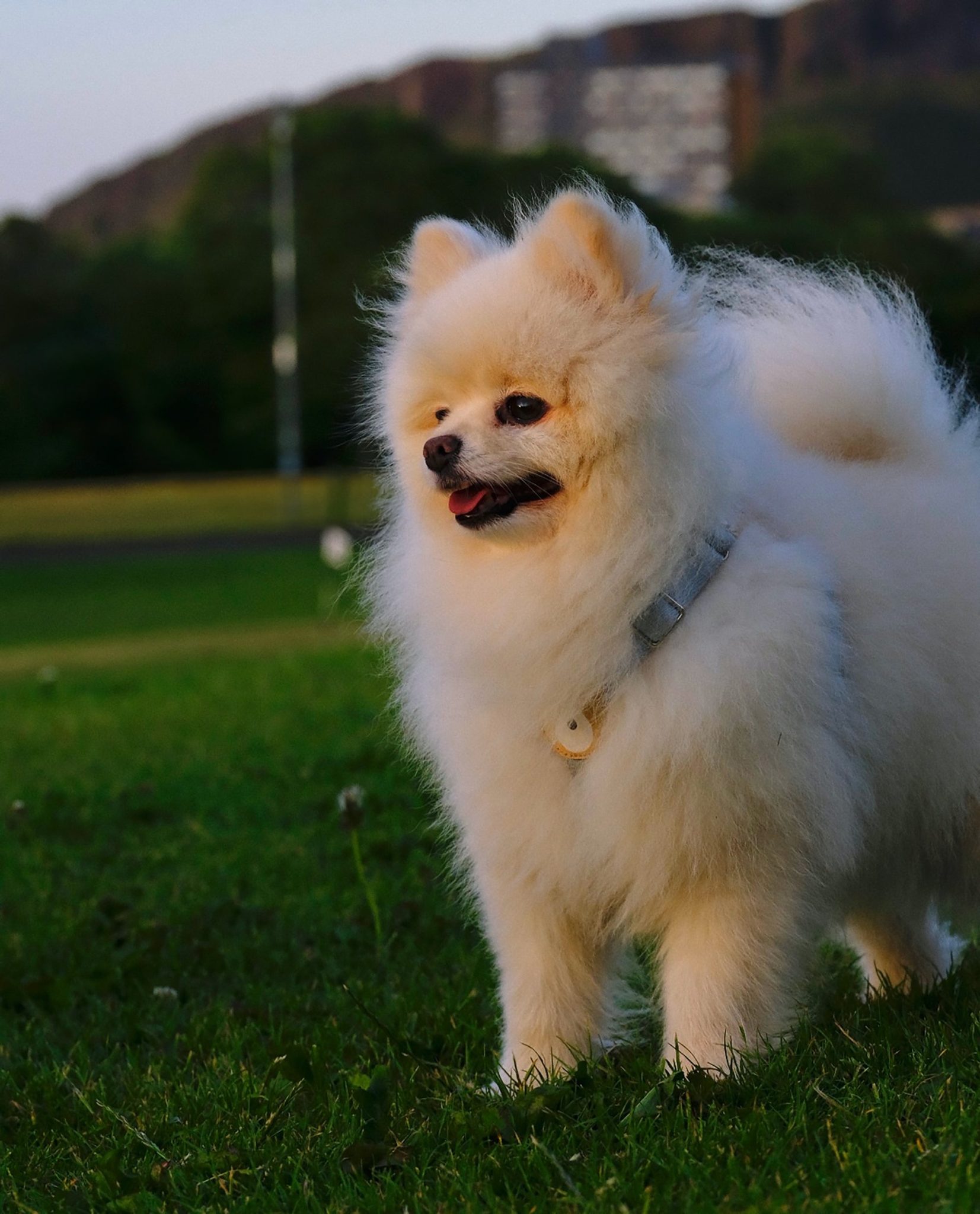 Pomchi Breed: The Adorable Pomeranian-Chihuahua Mix
