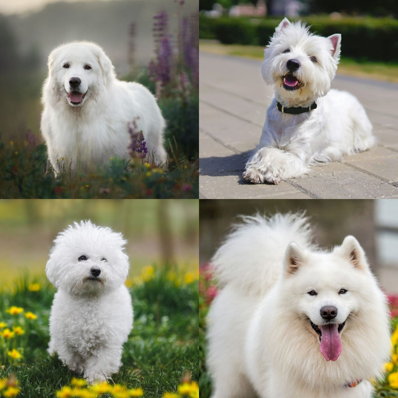 White Dog Breeds: 9 Stunning Canine Companions