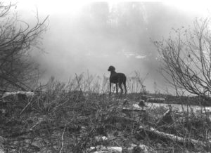 Skinwalker Dogs: Unmasking The Terrifying Shapeshifter Folklore