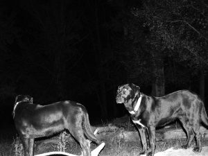 Skinwalker Dogs: Unmasking The Terrifying Shapeshifter Folklore