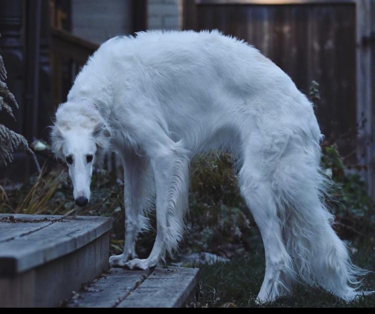 Skinwalker Dogs: Unmasking The Terrifying Shapeshifter Folklore