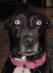 Skinwalker Dogs: Unmasking The Terrifying Shapeshifter Folklore