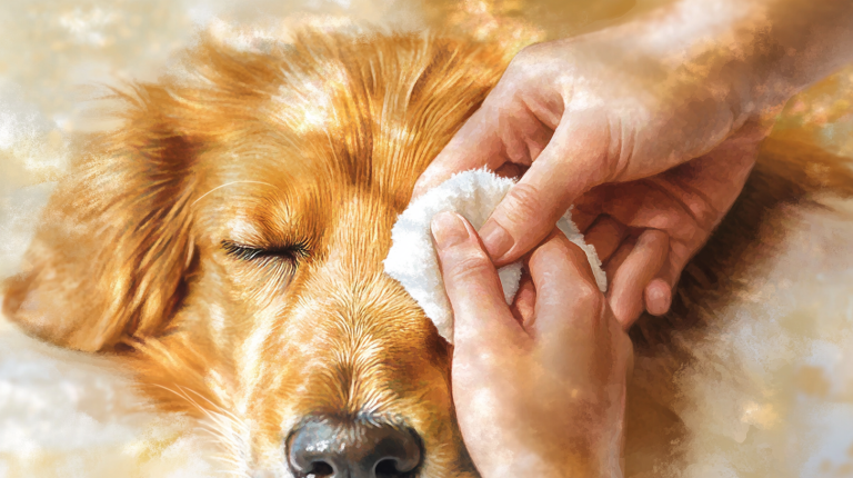 Dog Stye Eye Care: Symptoms, Treatment, & Prevention 2025