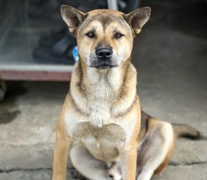 Hmong Dog: Ancient Breed With Loyal Spirit | Care Guide