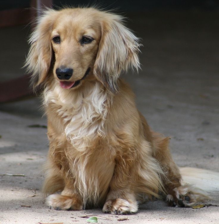 Golden Weiner Dog: The Charming Golden Retriever-Dachshund Mix