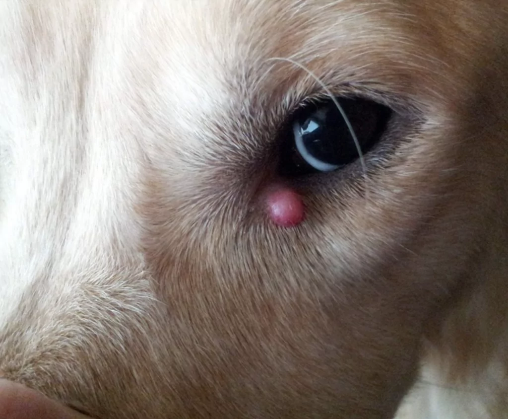 Dog Stye Eye Care: Symptoms, Treatment, & Prevention 2025