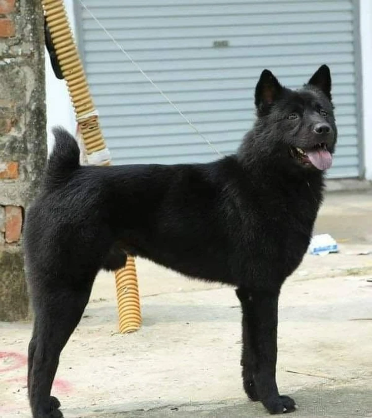 Hmong Dog: Ancient Breed With Loyal Spirit | Care Guide