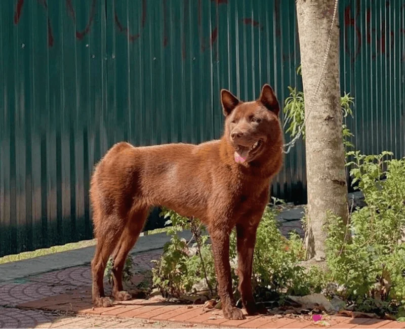 Hmong Dog: Ancient Breed With Loyal Spirit | Care Guide