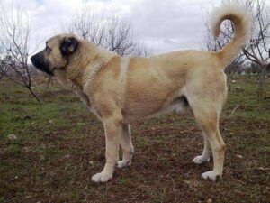 Sarabi Dog: The Gentle Giant Guardian From Iran's Lands